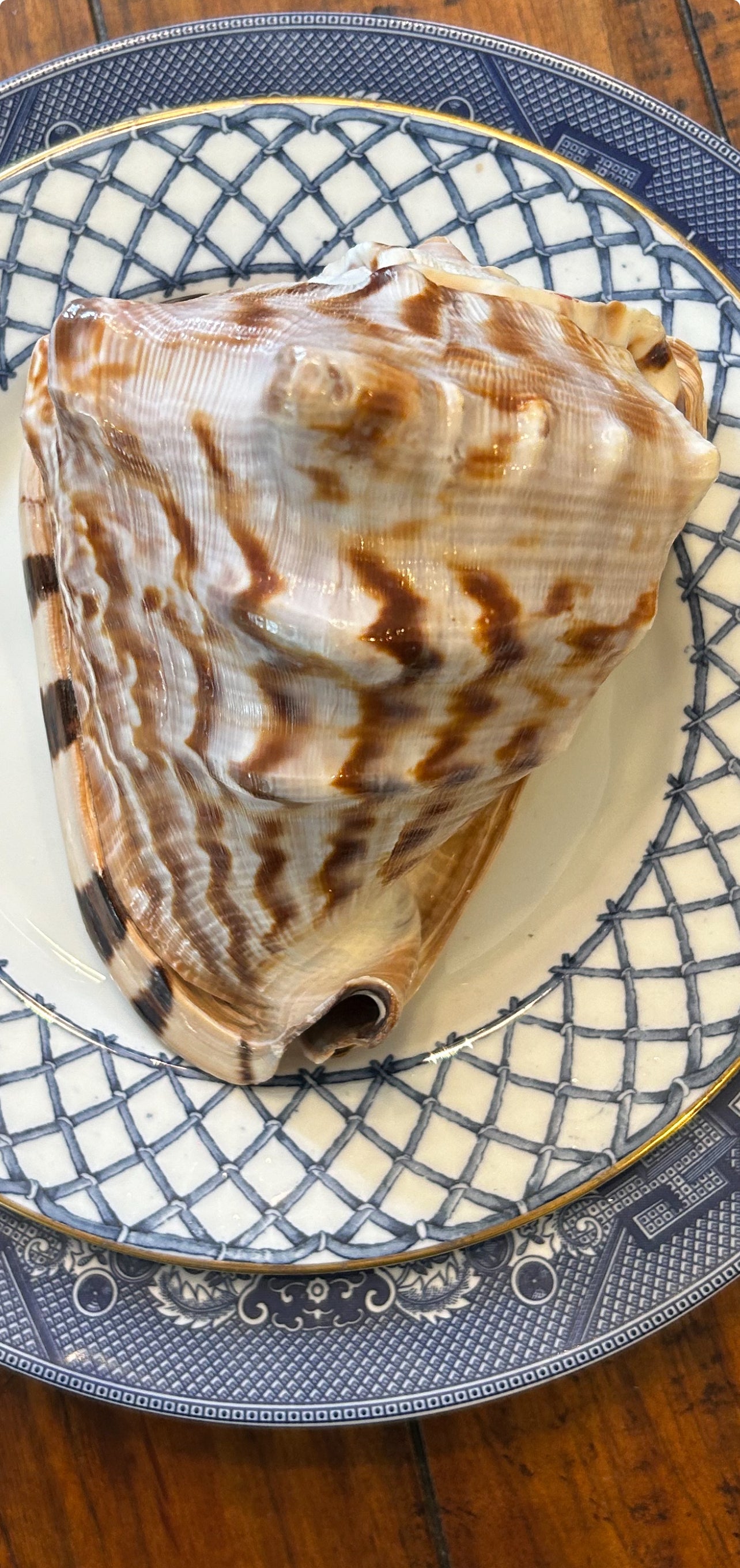 Huge horned conch coastal chic real sea shell decor. – Lillian Grey