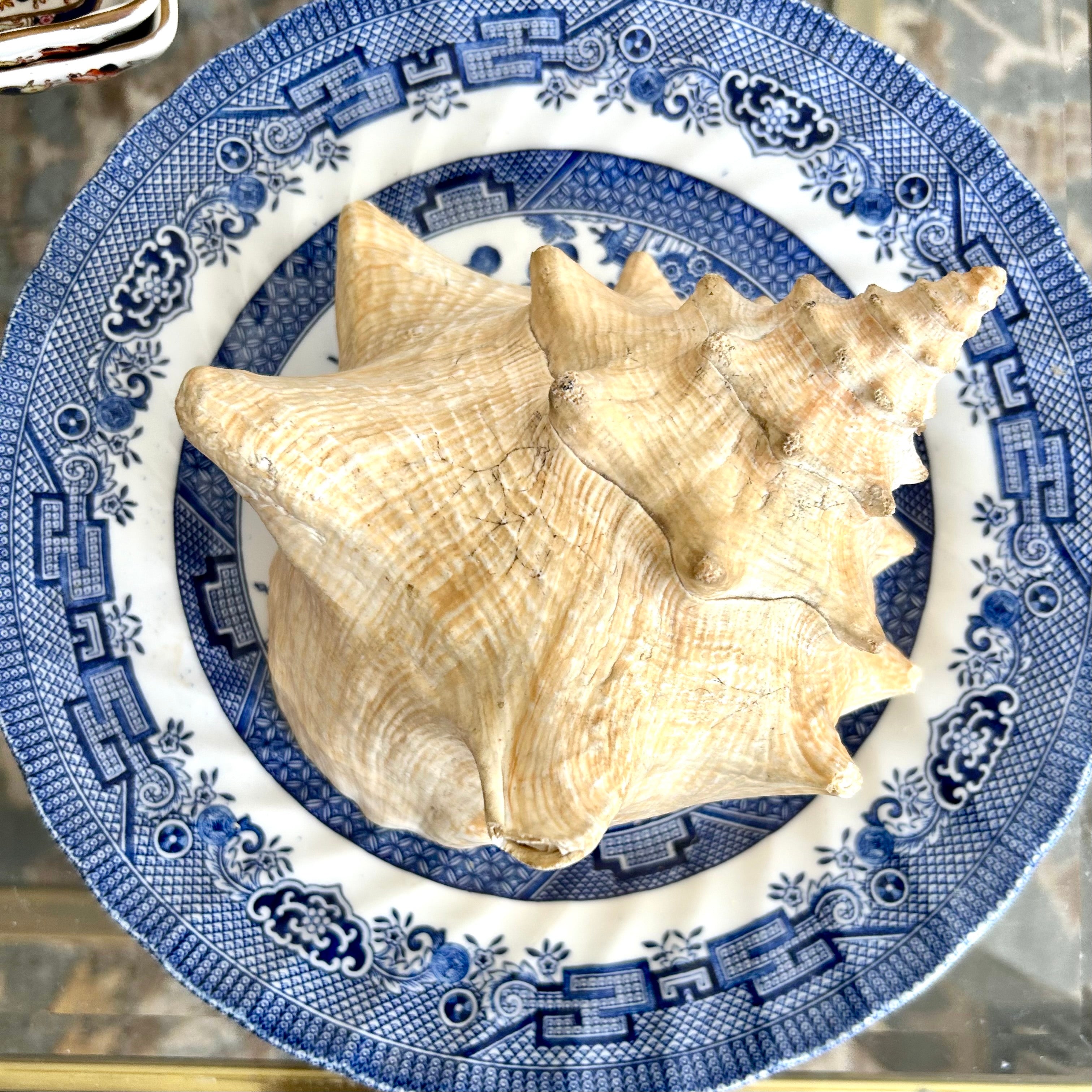 Reserved gorgeous coastal chic real sea conch shell decor – Lillian Grey